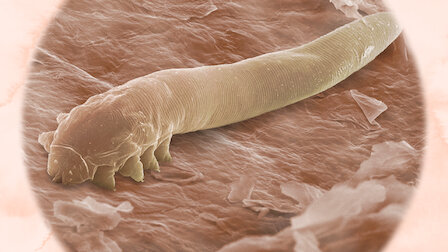 Watch Explained | Netflix Official Site