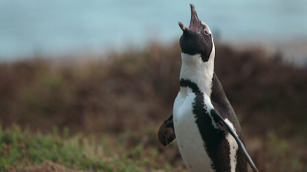 Watch Penguin Town | Netflix Official Site