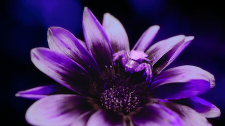 Watch Life in Color with David Attenborough | Netflix Official Site