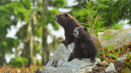 Watch Island of the Sea Wolves | Netflix Official Site
