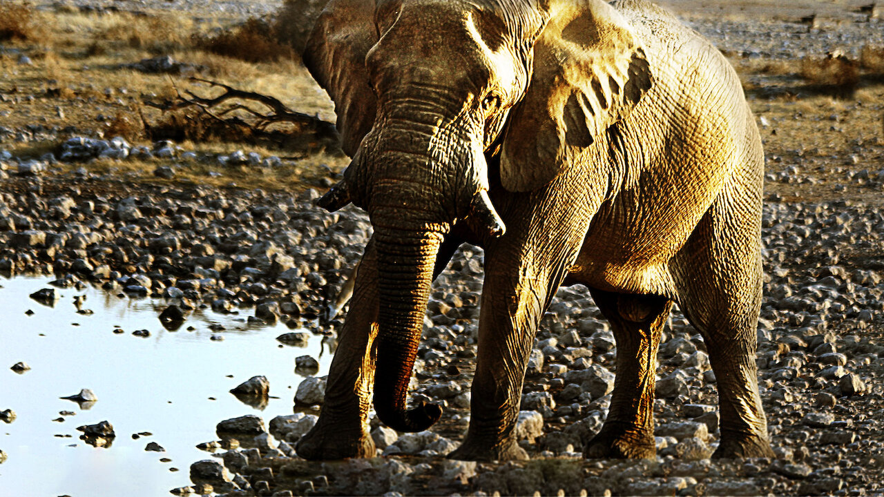 Watch Earth | Netflix