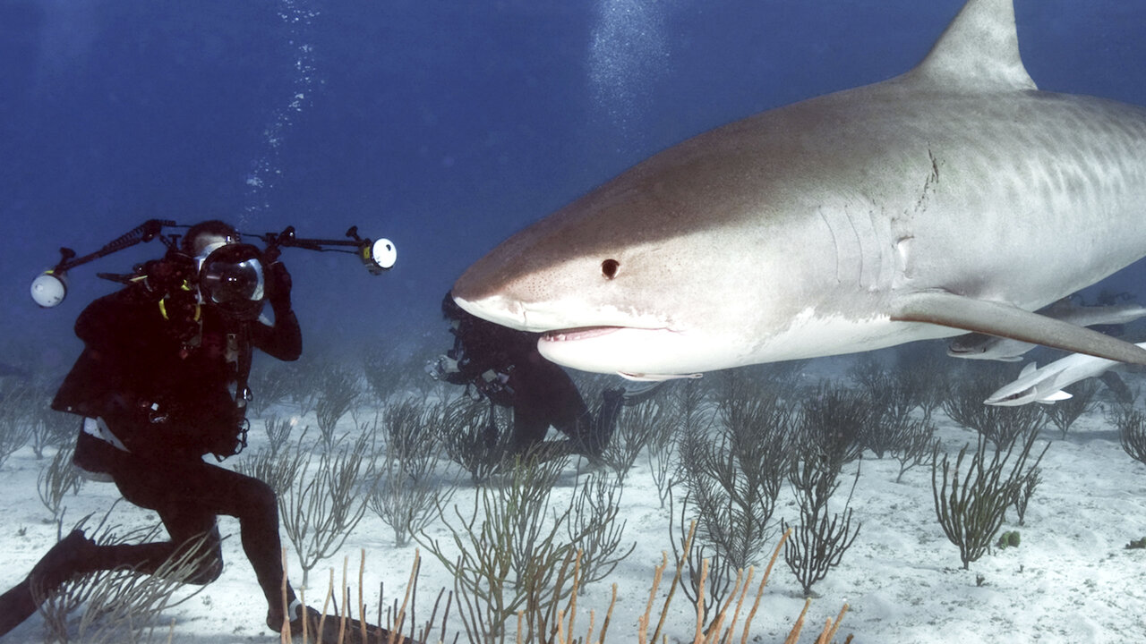 Watch Requins : Ces monstres médiatiques | Netflix