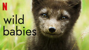 Nature & Ecology Documentaries | Netflix Official Site